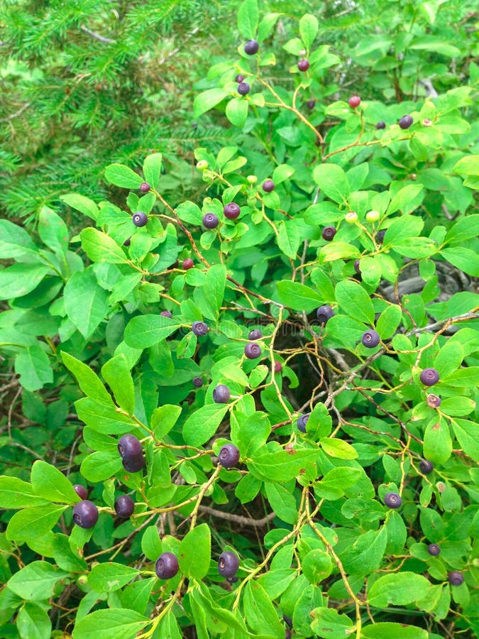 Huckleberries stock photo. Image of forest, picking, natural - 87744644