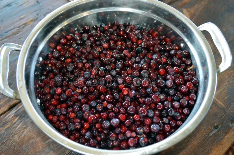 Huckleberries stock photo. Image of nature, growing, blackberries ...