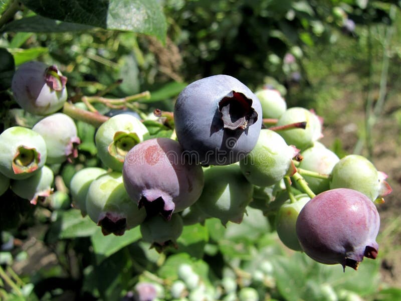 Huckleberry stock image. Image of ripen, huckleberry - 10268345