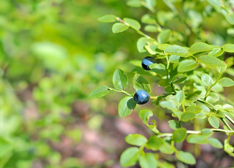 Huckleberry stock image. Image of ripen, huckleberry - 10268345