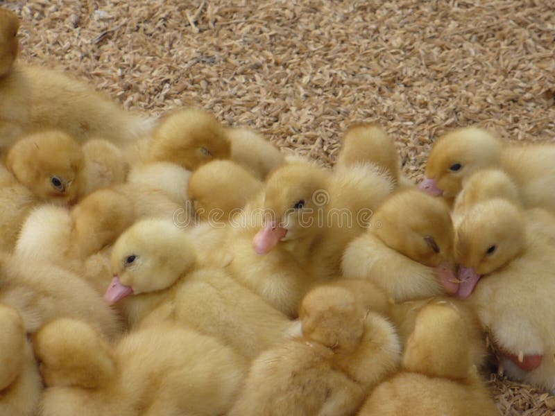 A Huddle of Baby Ducks stock photo. Image of animals - 65838774