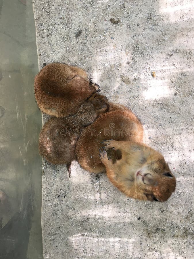 Huddle-time stock photo. Image of huddling, huddle, siblings - 92382684