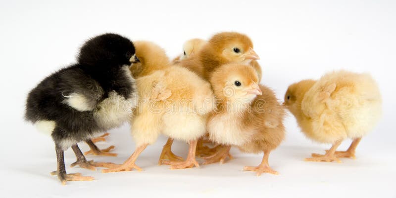 Huddling Chickens Various Species Farm Animals Stock Image - Image of ...