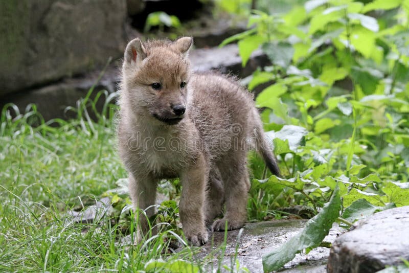 Hudson Bay Wolf stock image. Image of beast, white, cute - 107513203