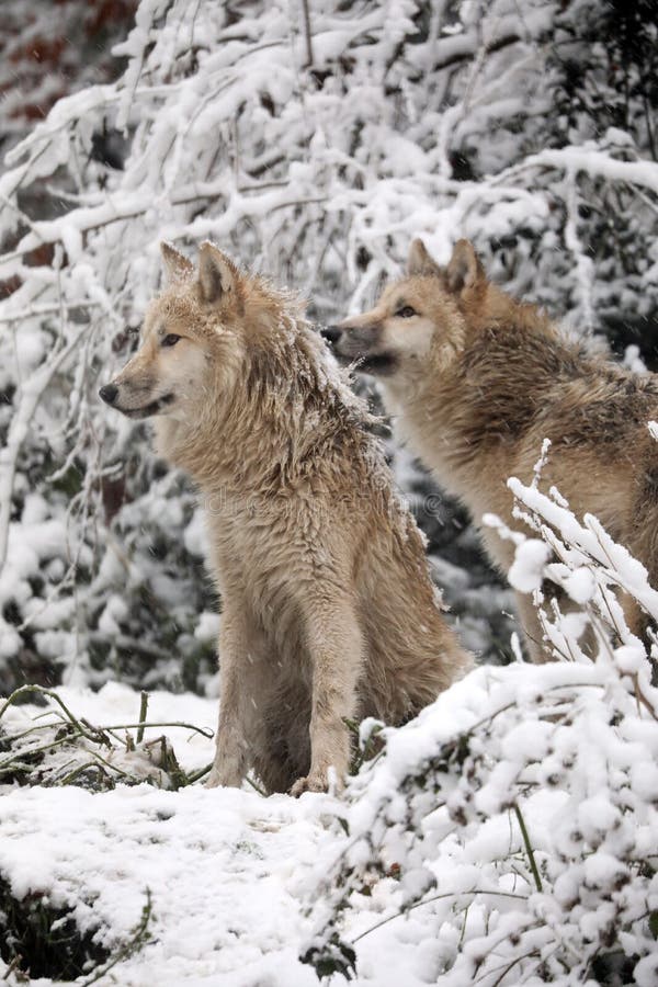 Red wolf in snow stock image. Image of wolves, relaxing - 12433493