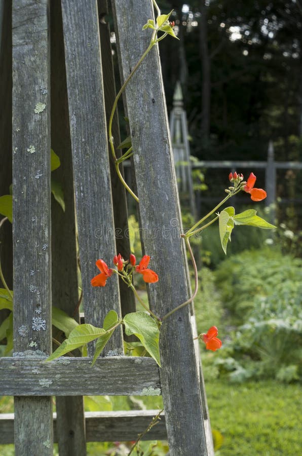 Runner Bean Blossoms on a Garden Trellis Stock Photo - Image of ...