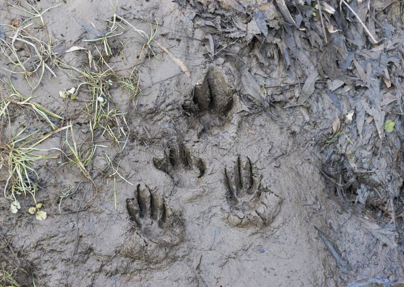Huella del castor en fango foto de archivo. Imagen de fondo - 50299748