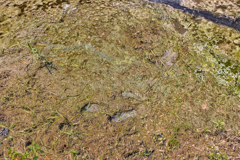 Huellas De La Bota En Arena Foto de archivo - Imagen de orilla, marca ...