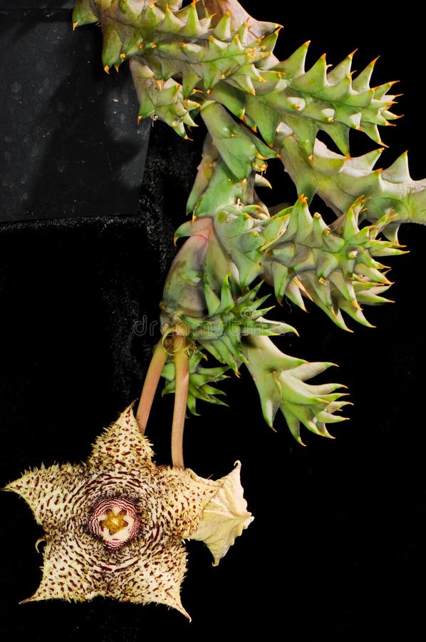 Huernia-hystrix Var Hystrix Stockbild - Bild von garten, betrieb: 44242403