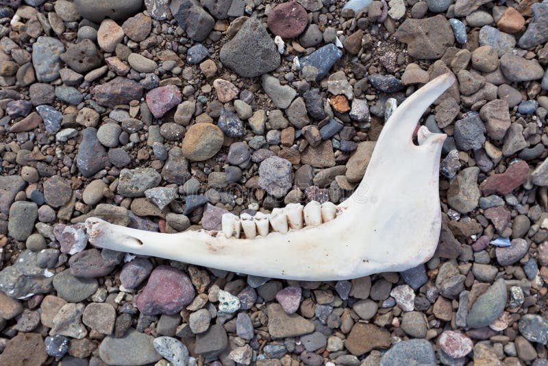Hueso animal de la quijada foto de archivo. Imagen de diente - 28035074