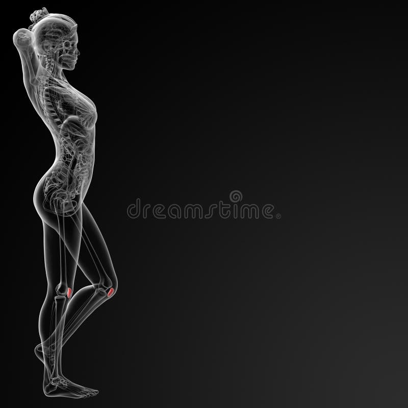 Hueso de la rótula stock de ilustración. Ilustración de dolor - 88900738