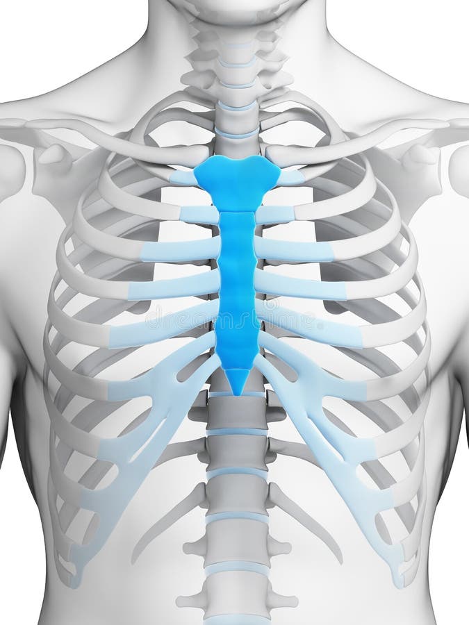 Hueso de pecho stock de ilustración. Ilustración de azul - 30723459