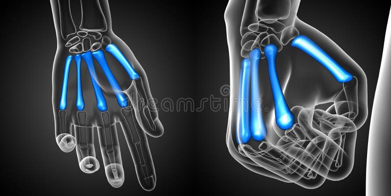 Hueso metacarpiano stock de ilustración. Ilustración de falange - 88903826