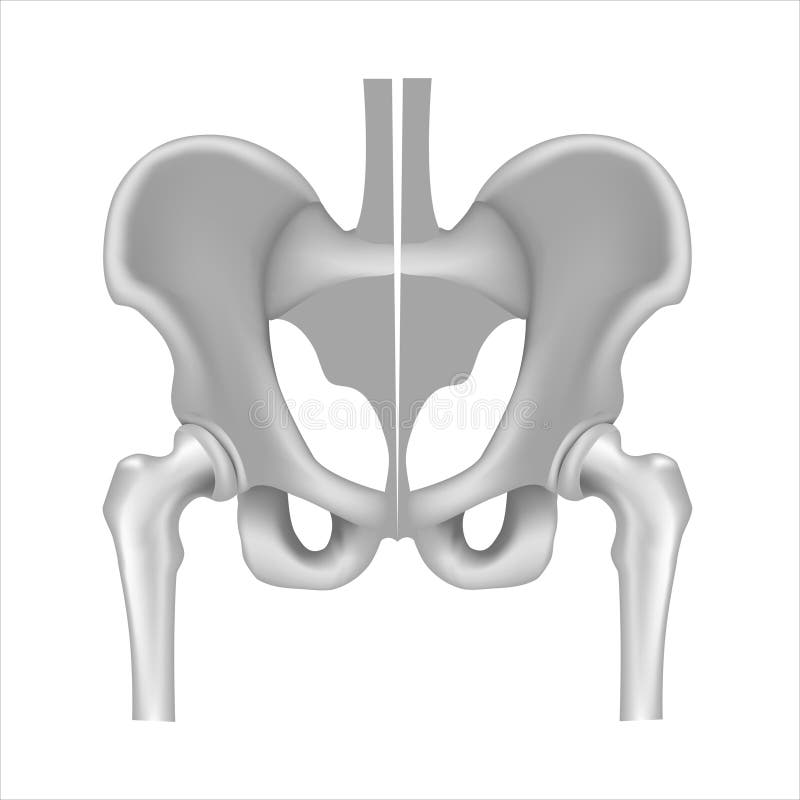 Hueso y junta de la cadera ilustración del vector. Ilustración de ...