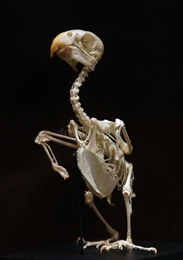 Roedores Esqueleto Del Ratón De La Rata Imagen de archivo - Imagen de ...