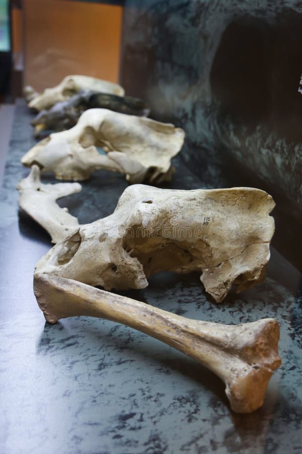Huesos animales primitivos fotografía editorial. Imagen de dirigido ...