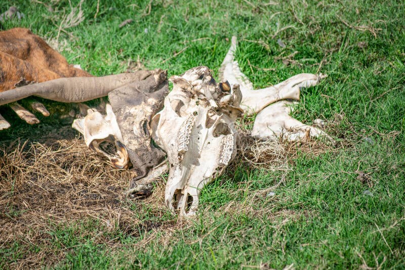 Huesos De La Vaca En El Campo Foto de archivo - Imagen de salvaje ...