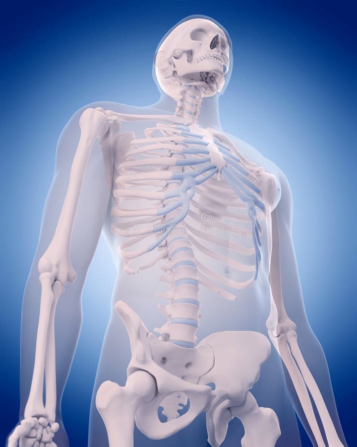 Huesos Del Tórax Y X28; 2 Angles& X29; Stock de ilustración ...