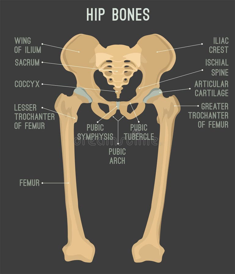 Anatomía De Los Huesos De La Cadera