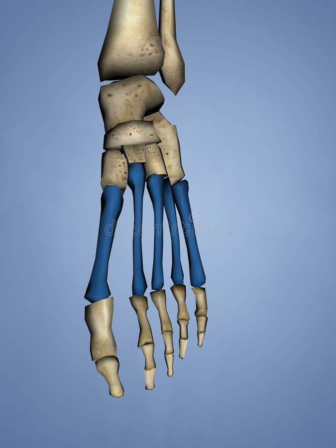 Huesos Metatarsianos, Modelo 3D Stock de ilustración - Ilustración de ...