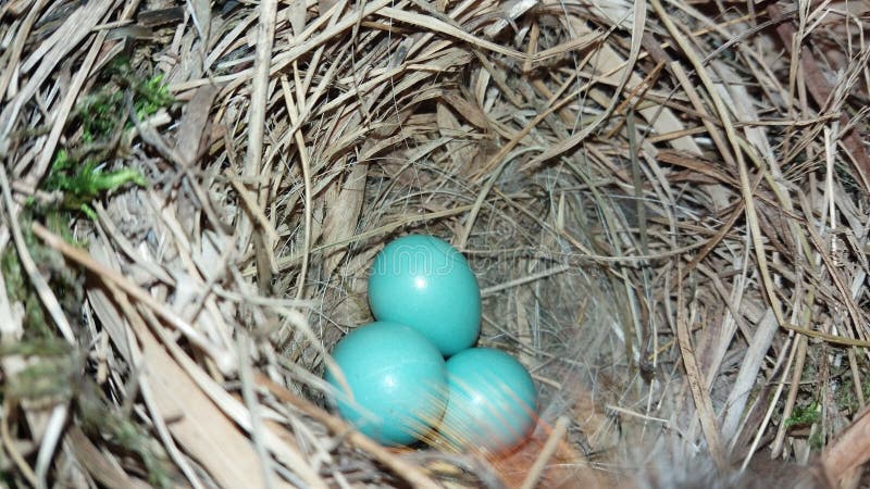 349 Huevos Azules Del Pájaro Fotos de stock - Fotos libres de regalías ...