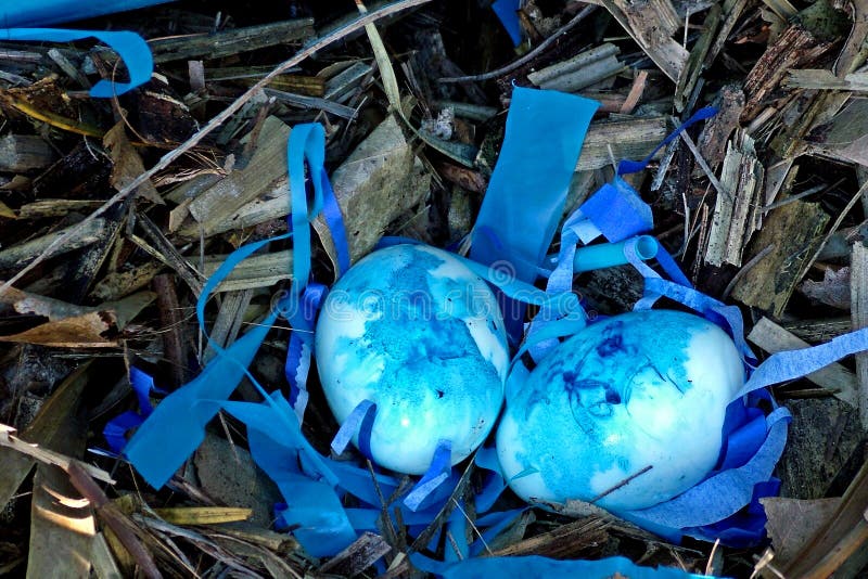 Huevos azules foto de archivo. Imagen de cacaree, germen - 35578