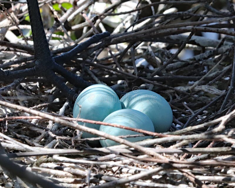 Huevos Azules De La Garceta En Jerarquía Imagen de archivo - Imagen de ...