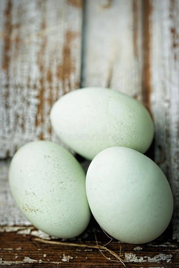 Huevos Azules Del Pollo De Araucana Foto de archivo - Imagen de hornada ...