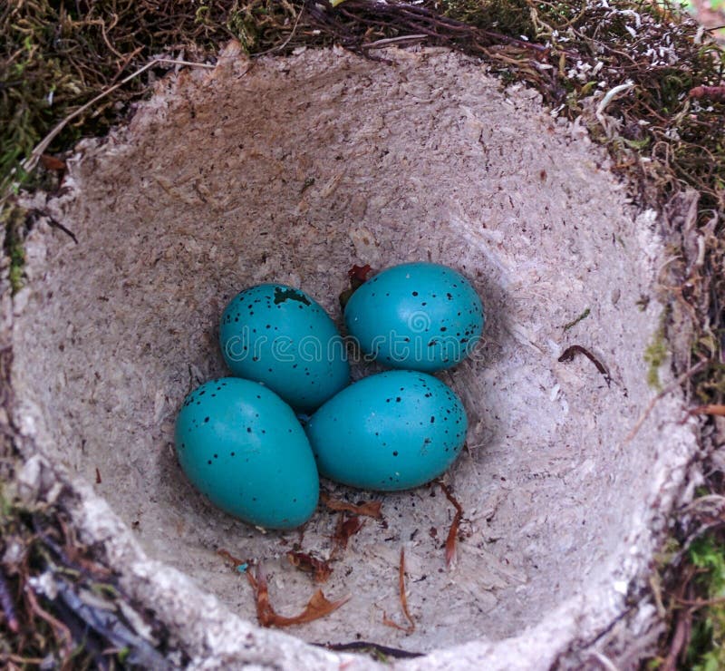 El Petirrojo Azul Eggs La Jerarquía Del Pájaro Imagen de archivo ...