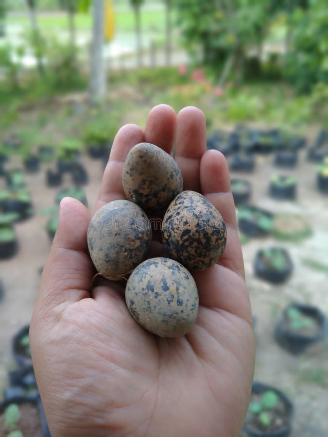 Huevos De Aves Que Viven En Los Campos Foto de archivo - Imagen de vivo ...