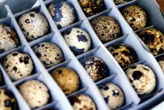 Huevos de codornices imagen de archivo. Imagen de cocina - 72915