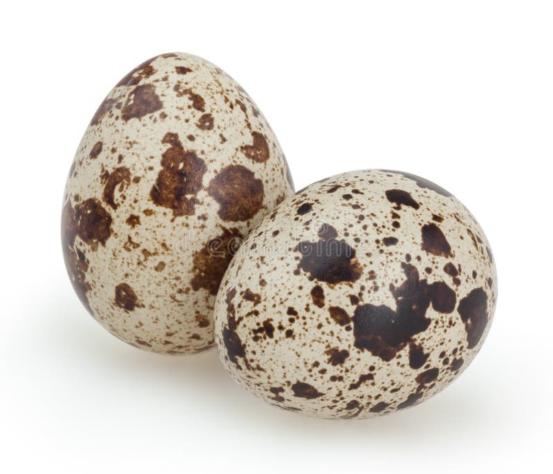 Huevos De Codornices Aislados En Blanco Foto de archivo - Imagen de ...
