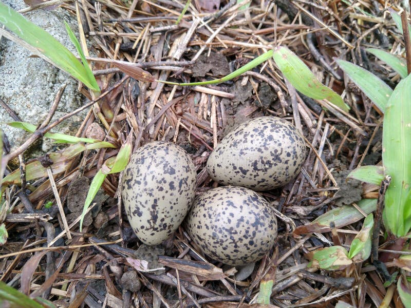 1,612 Huevos Del Pato Silvestre Fotos de stock - Fotos libres de ...