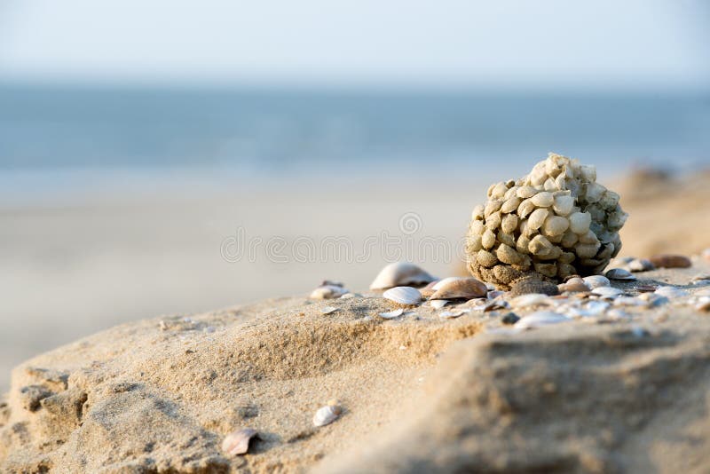 Bucino y lapas comunes imagen de archivo. Imagen de amarillo - 124613723