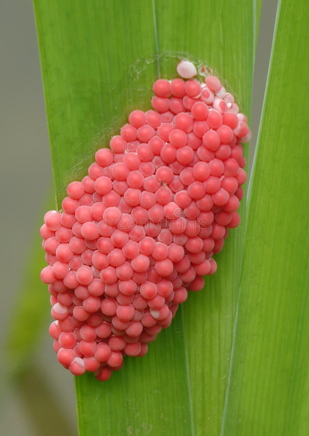 Huevos del caracol del río foto de archivo. Imagen de cubo - 39793534