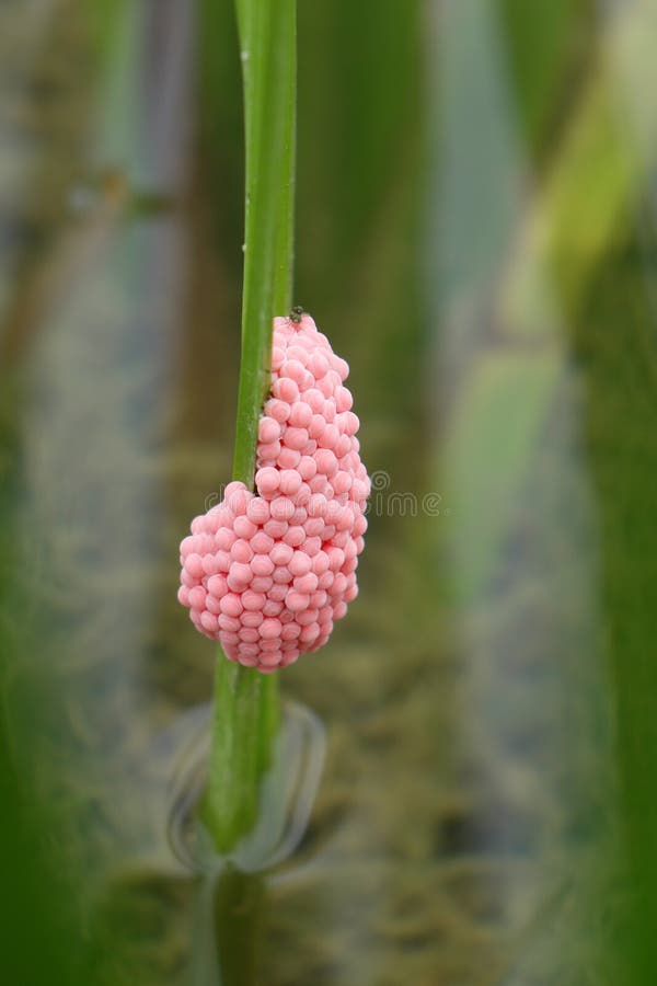 Huevos del caracol del río foto de archivo. Imagen de campo - 40139572