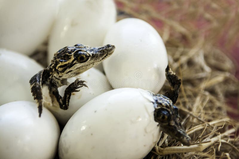 Huevos del cocodrilo imagen de archivo. Imagen de animales - 31963733