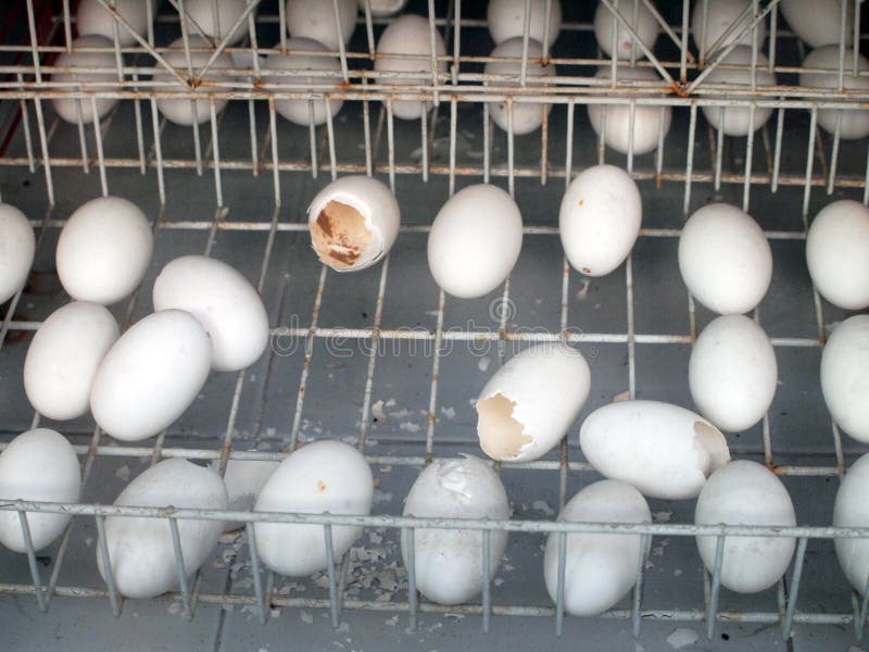 Huevos del cocodrilo foto de archivo. Imagen de libre - 62702504