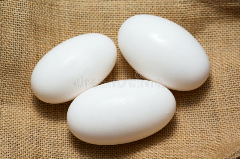 Huevos del cocodrilo imagen de archivo. Imagen de animales - 31963733