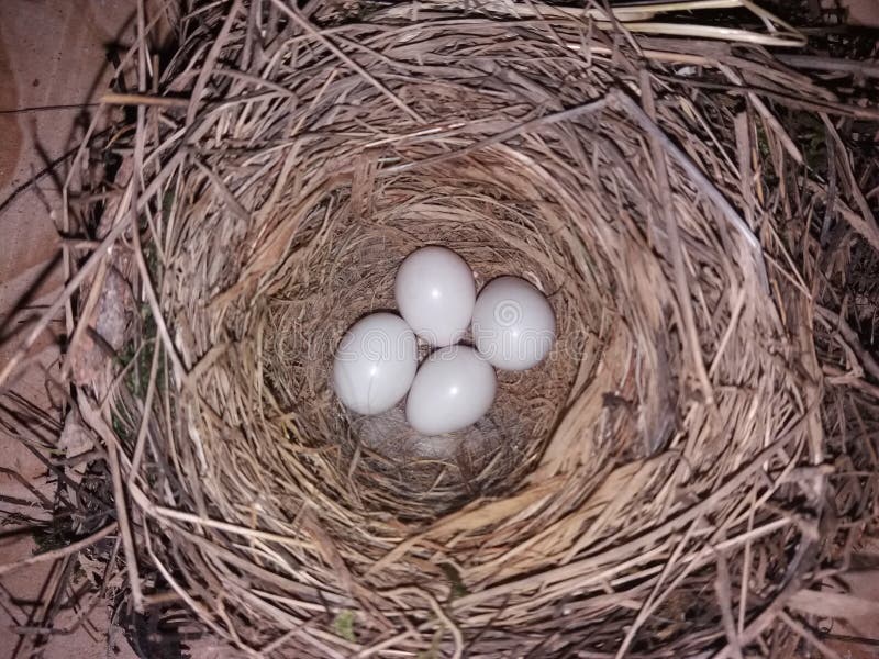Cinco Pequeños Huevos Blancos Del Pájaro Mienten En La Palma De La Mano ...
