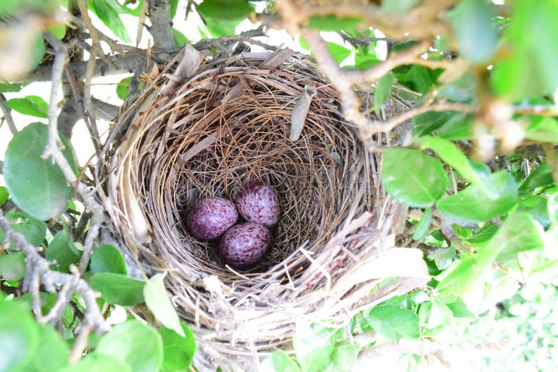 imágenes comunes del Huevos Del Pájaro En Jerarquía - los derechos de ...