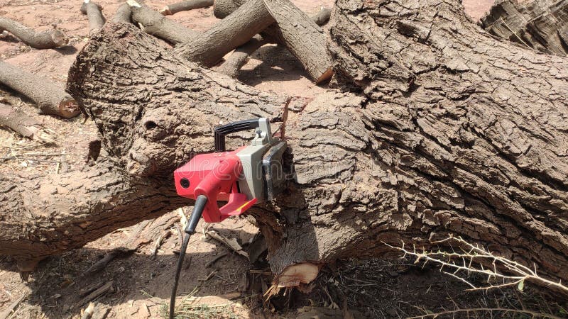 Wood Cutter Machine on Neem Tree Trunk Stock Photo - Image of nature ...