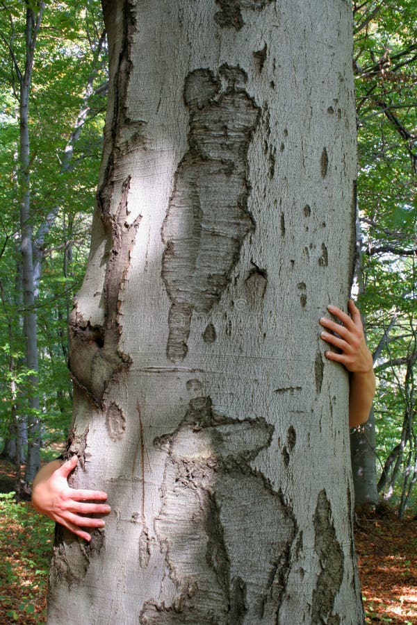 Hug stock image. Image of forest, land, relax, hand, leaf - 275171