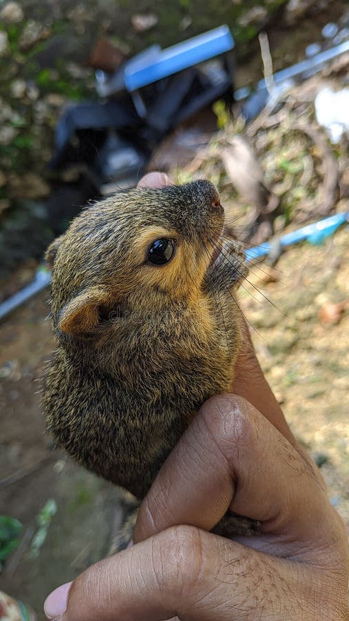 Hug Finger, My Little Animal Stock Photo - Image of wildlife, little ...