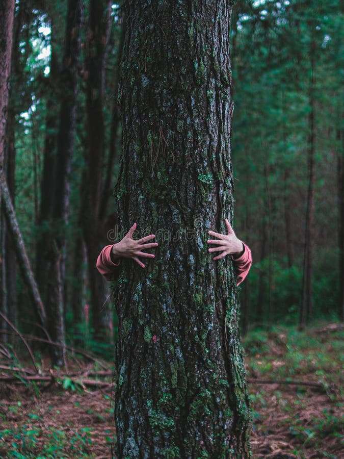 Hug tree stock photo. Image of woodland, green, person - 310770728