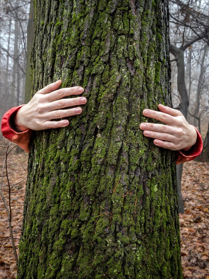 Hug a tree stock image. Image of hands, environment, love - 68209509