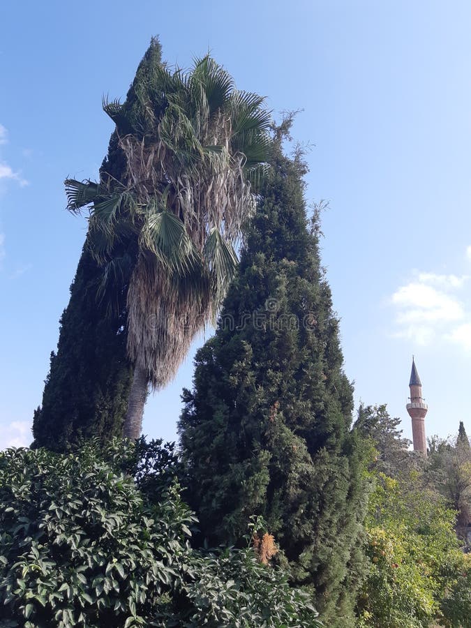 A hug of trees stock image. Image of trees, plants, interesting - 125601941