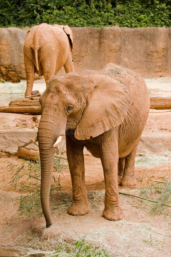 Huge african elephant stock photo. Image of ivory, mammal - 10366464