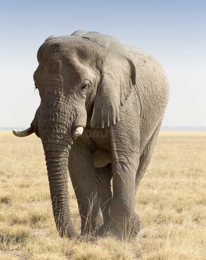 Huge African Elephant in Namibia Stock Photo - Image of pachyderm ...