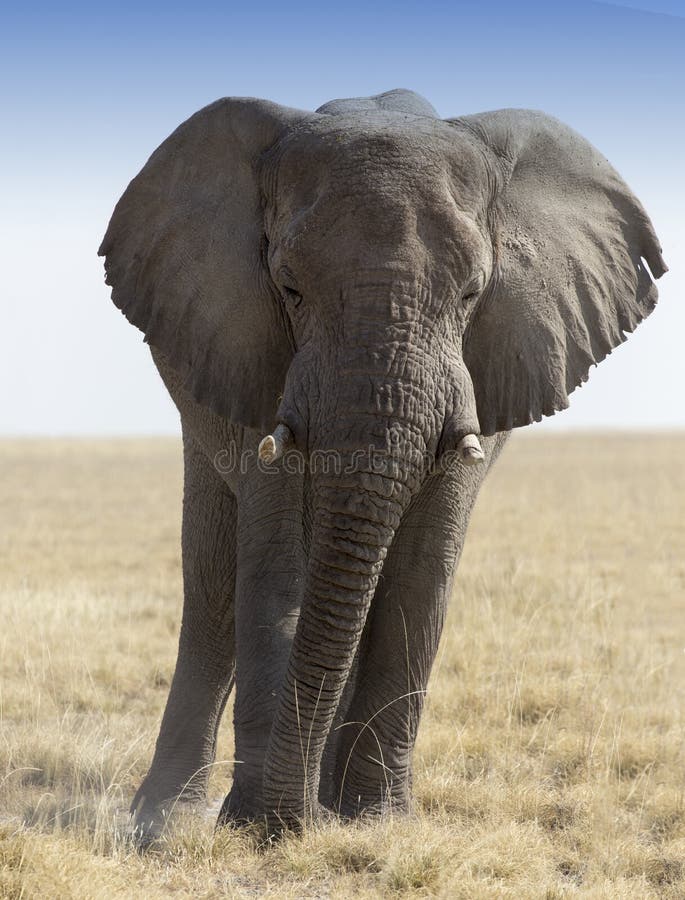 Huge African Elephant in Namibia Stock Photo - Image of safari, park ...